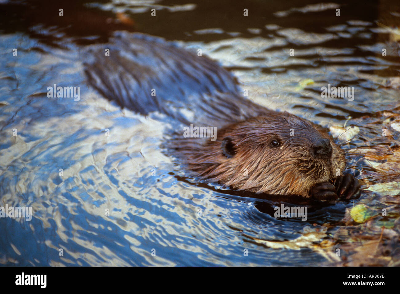 German beaver hi-res stock photography and images - Alamy