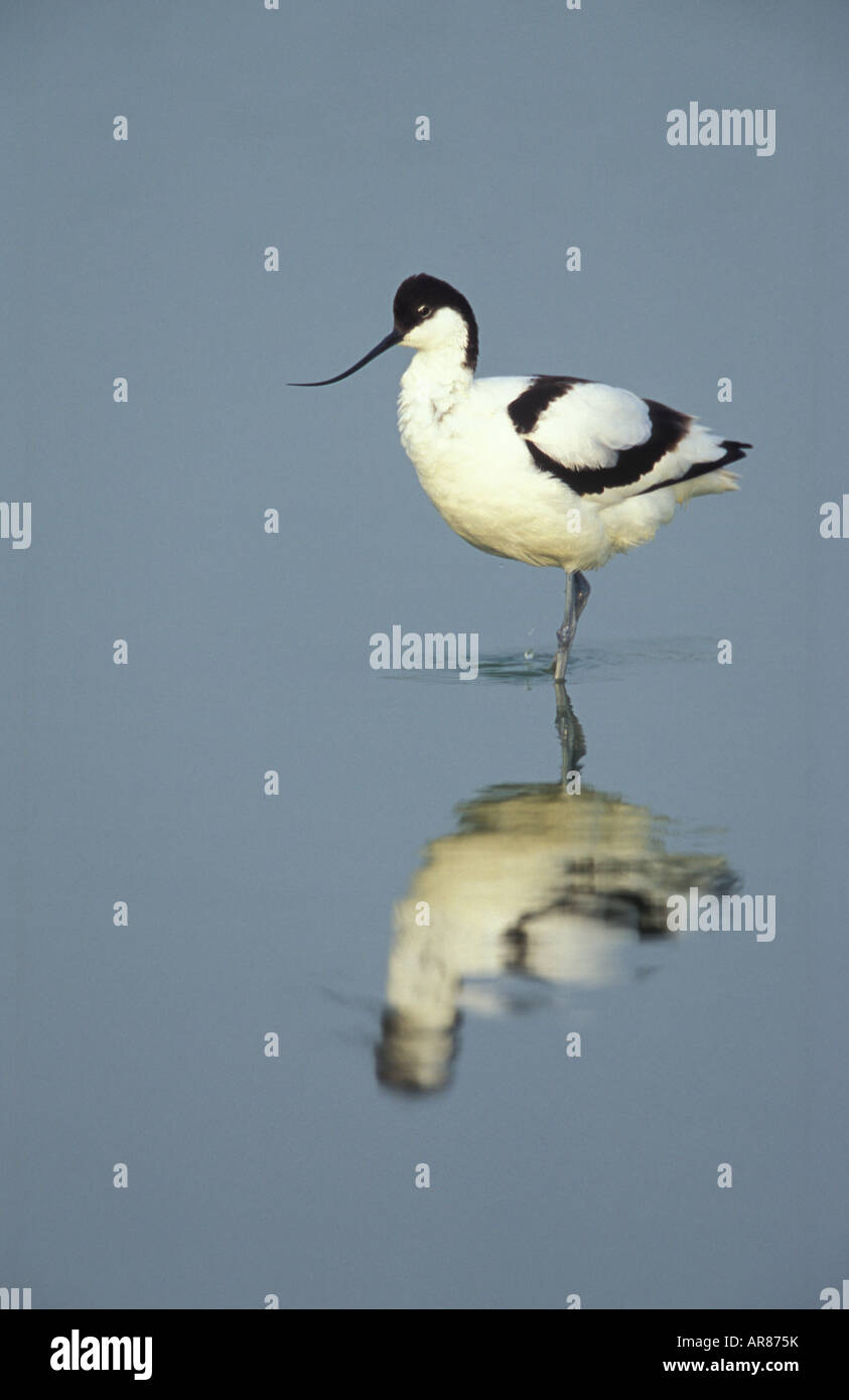 avocet Recurvirostra avosetta with reflection Stock Photo - Alamy