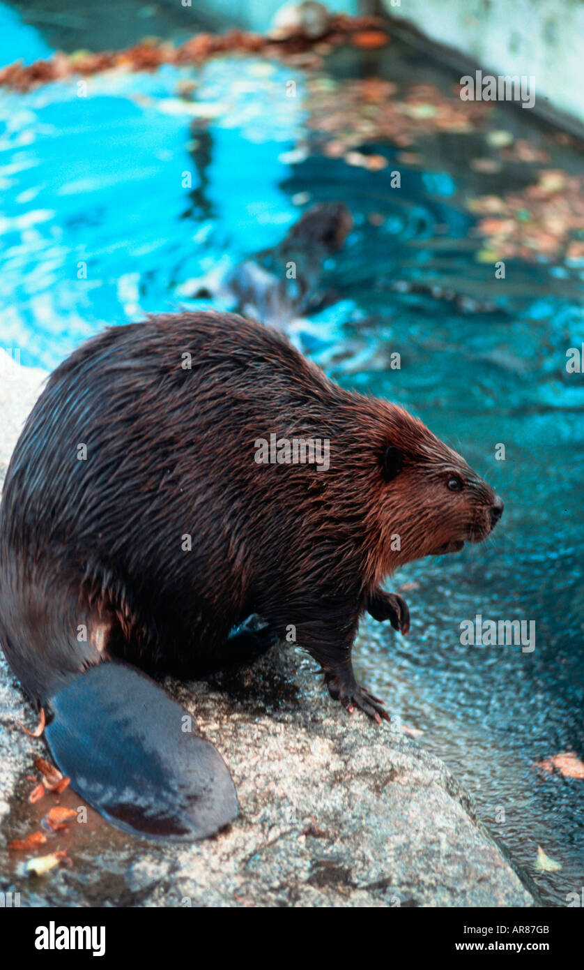 German beaver hi-res stock photography and images - Alamy