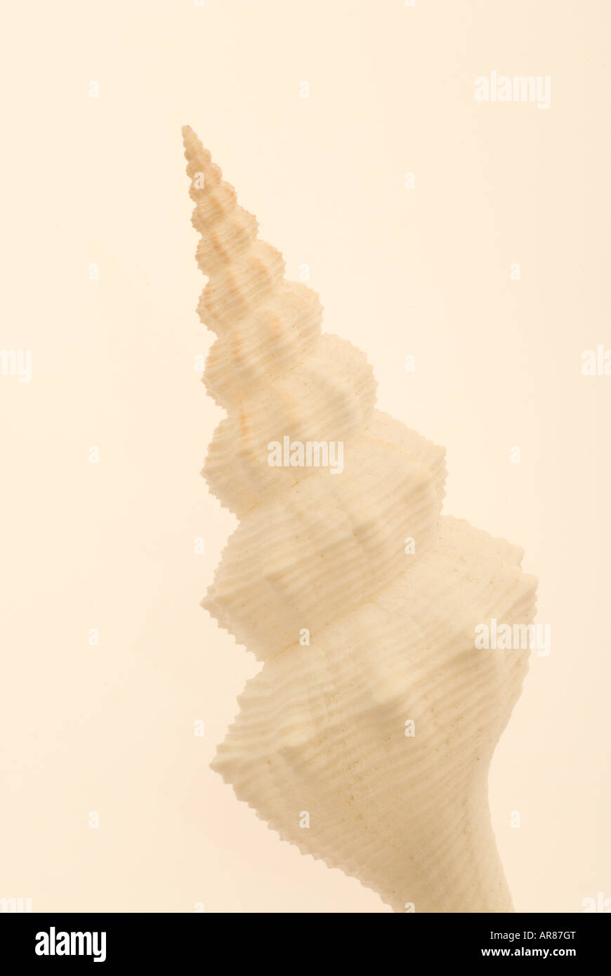 sea shell spindle shell Fusinus Longissimus Phillipines Stock Photo - Alamy