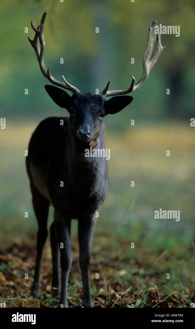 Black fallow deer hi-res stock photography and images - Alamy