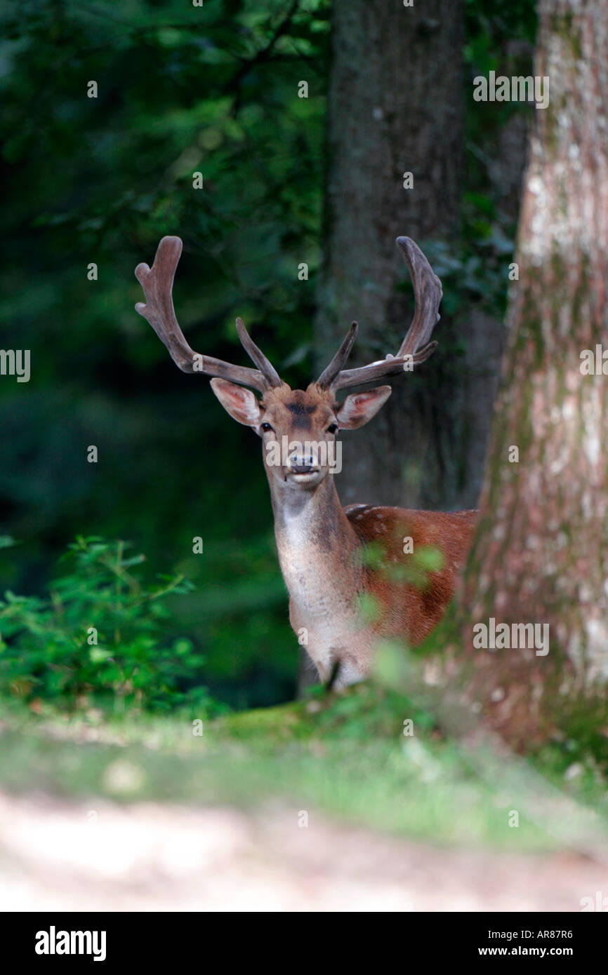 Dammhirsch Fallow deer cervus dama Stock Photo - Alamy