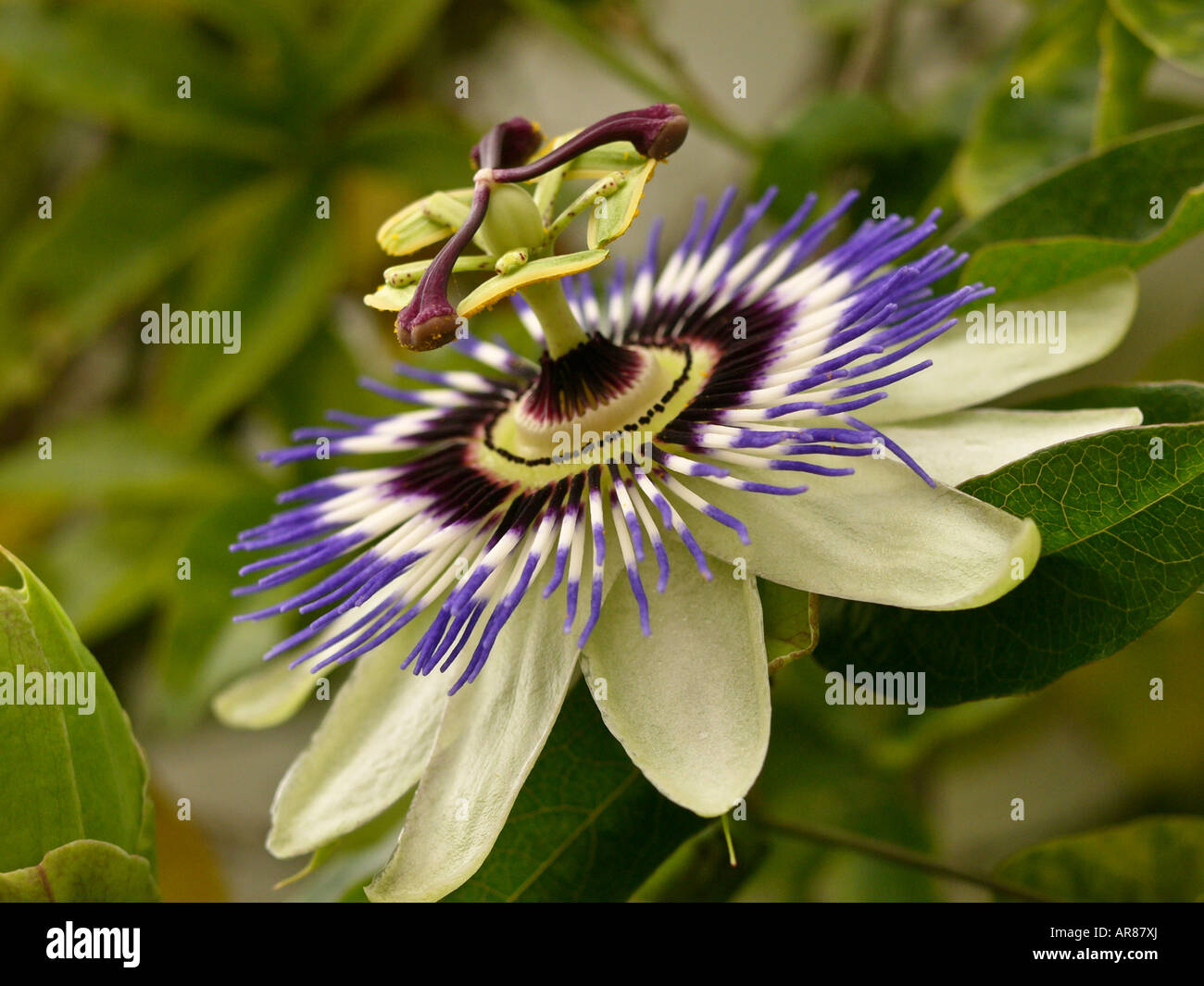 Blue passion flower or passiflora caerulea in close up Stock Photo - Alamy