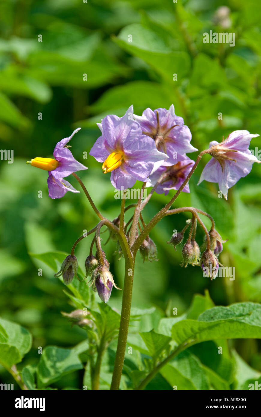 Potato valor hi-res stock photography and images - Alamy