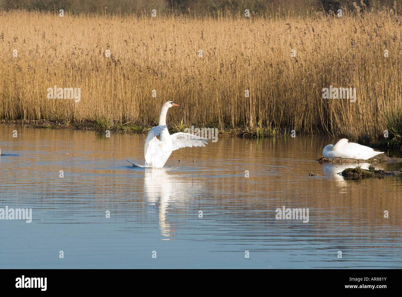 Leighton Moss Nature Reserve Stock Photo - Alamy
