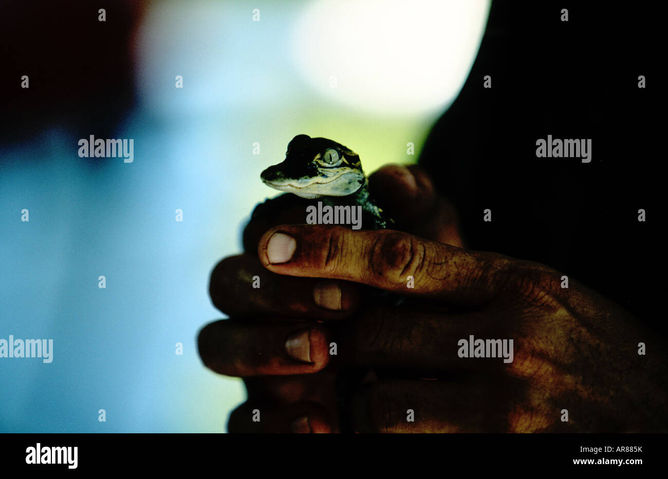 man holding live baby alligator in his hands Stock Photo - Alamy