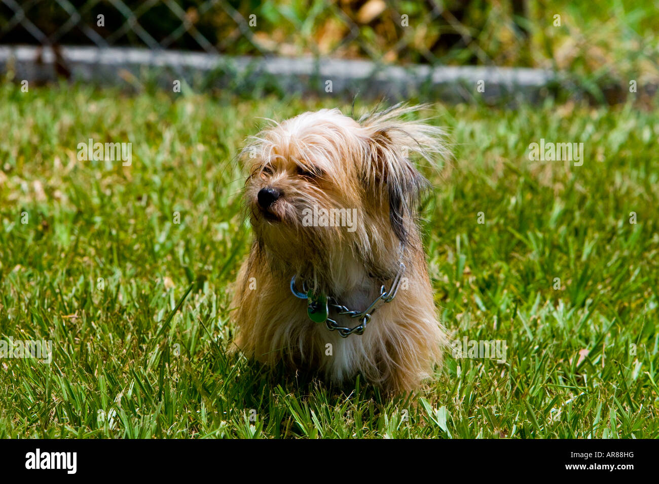 Small Shih Tzu Jack Russell Mixed Breed Dog Stock Photo - Alamy