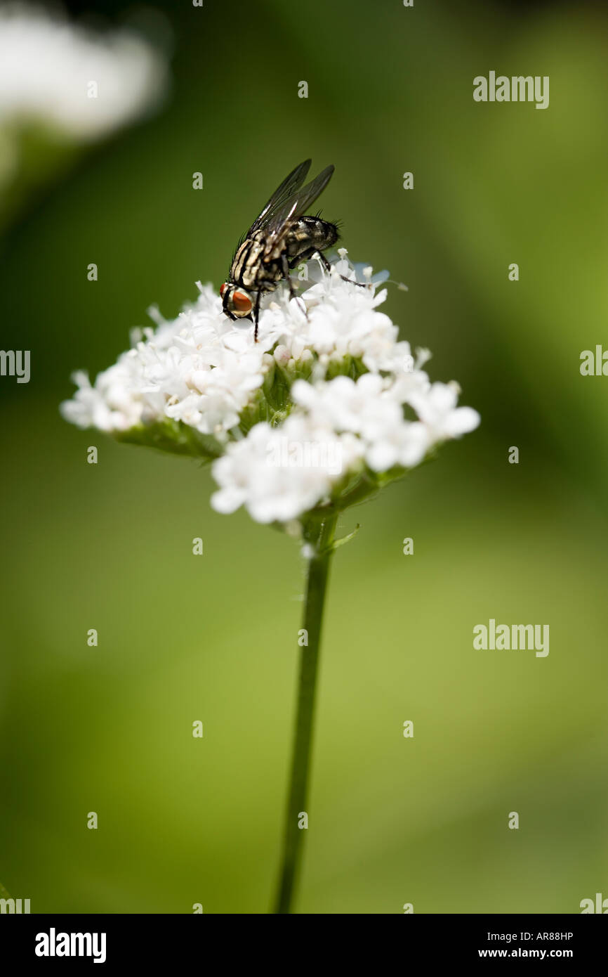 Fly on a flower Stock Photo - Alamy