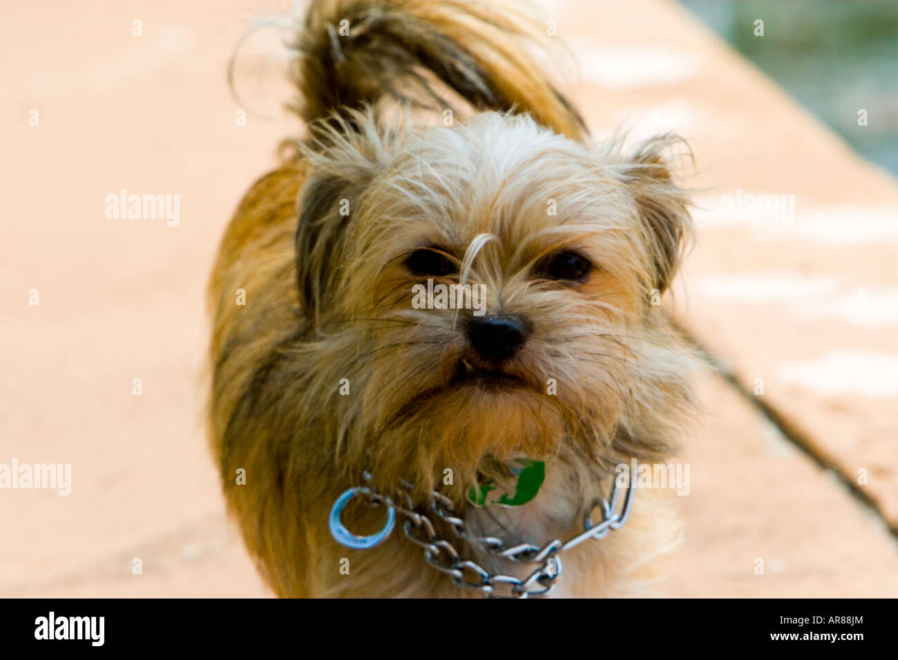 Small Shih Tzu Jack Russell Mixed Breed Dog Stock Photo - Alamy