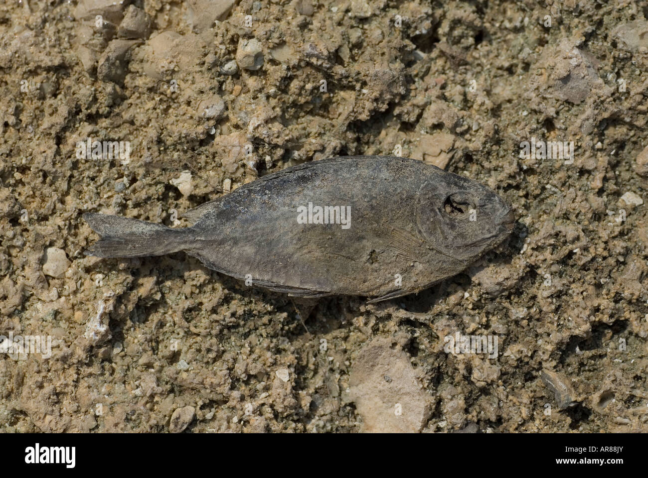 Dead fish pictures hi-res stock photography and images - Alamy
