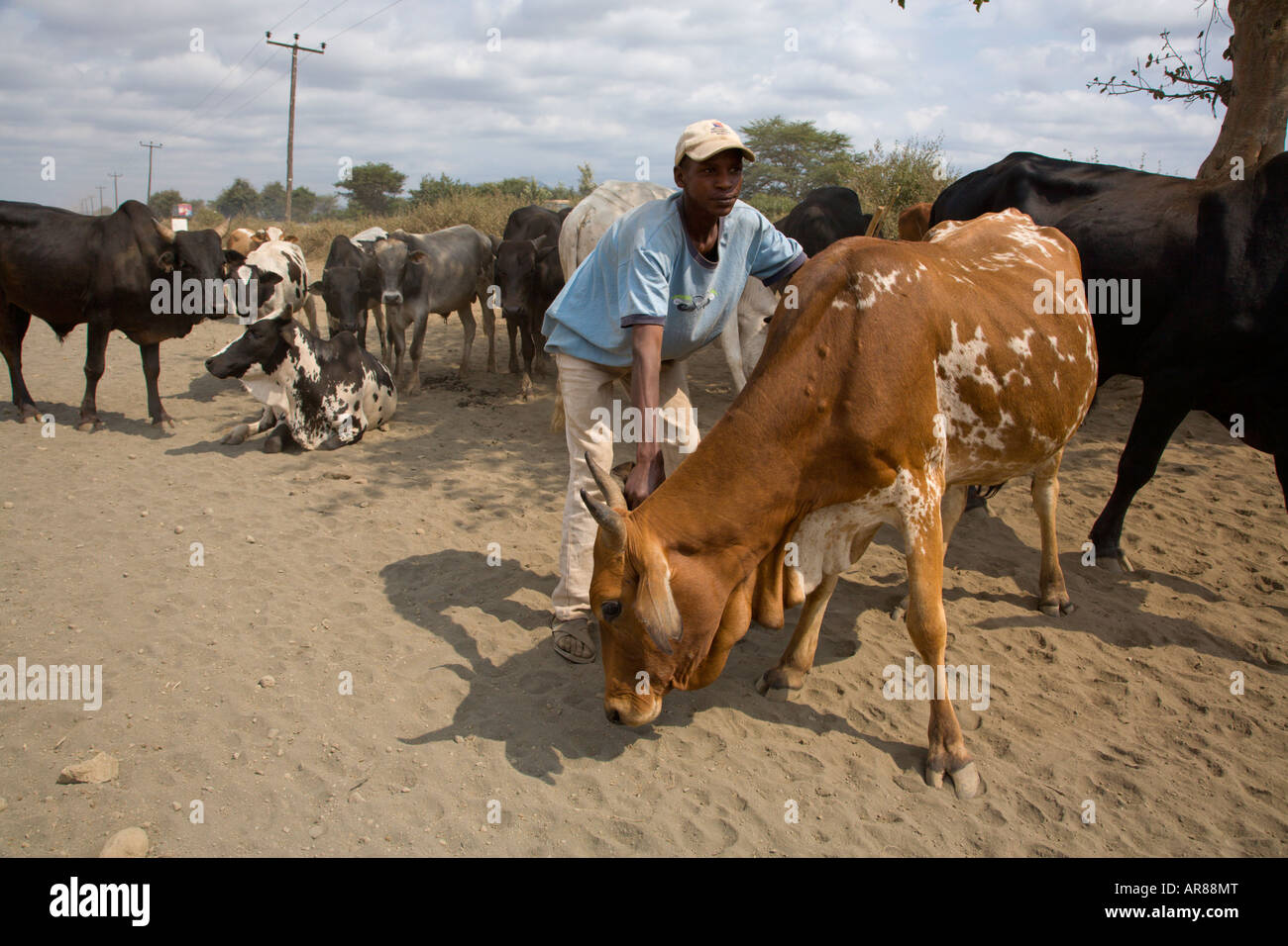 A young African herder boy tends to one steer of his cattle herd in ...