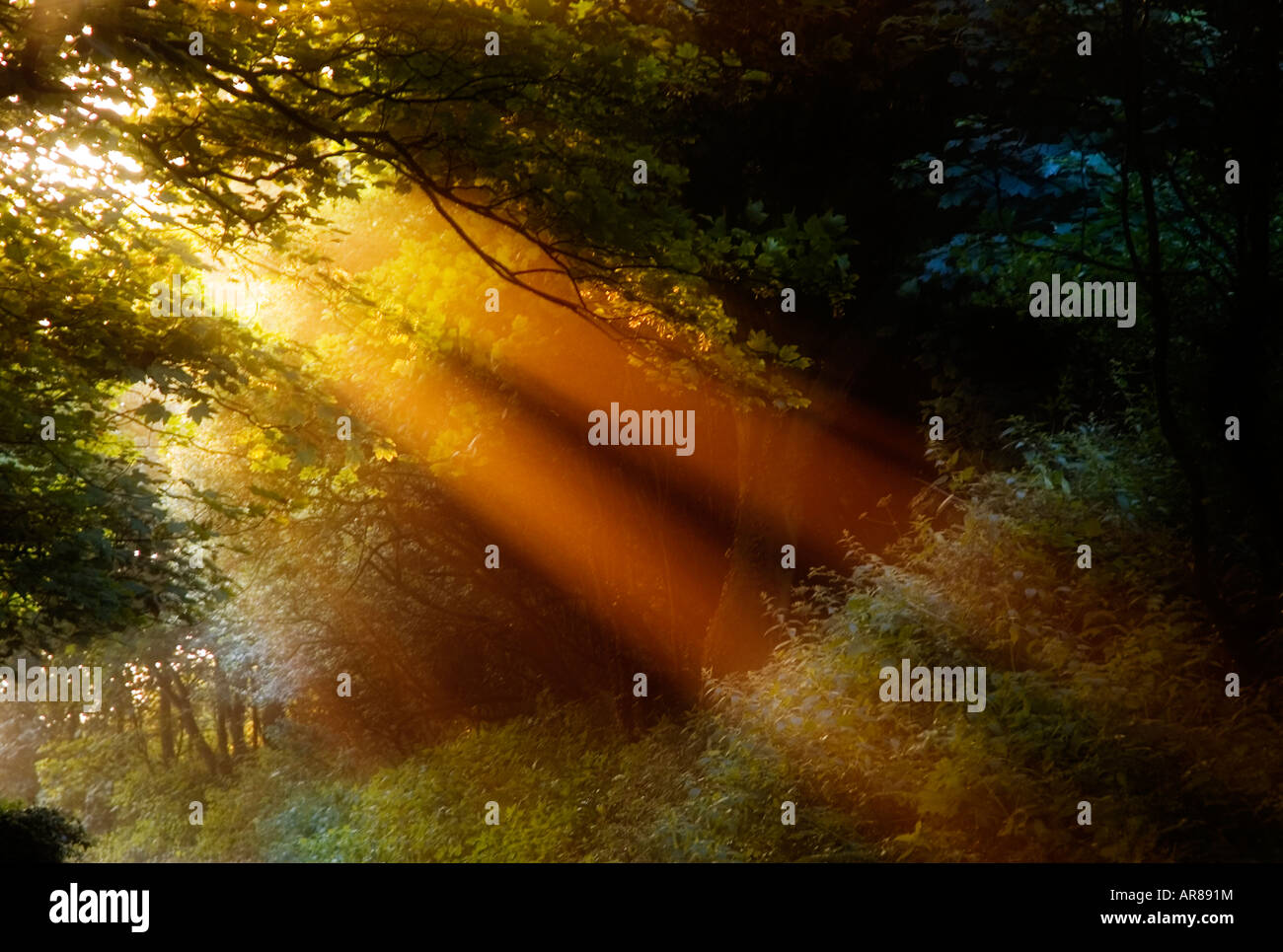 A shaft of early morning sunlight shining through woodland Stock Photo ...
