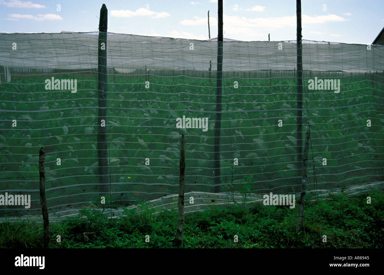 Corojo hi-res stock photography and images - Alamy