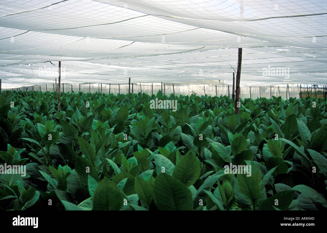 Mature tobacco plants nicotiana tabacum hi-res stock photography and ...