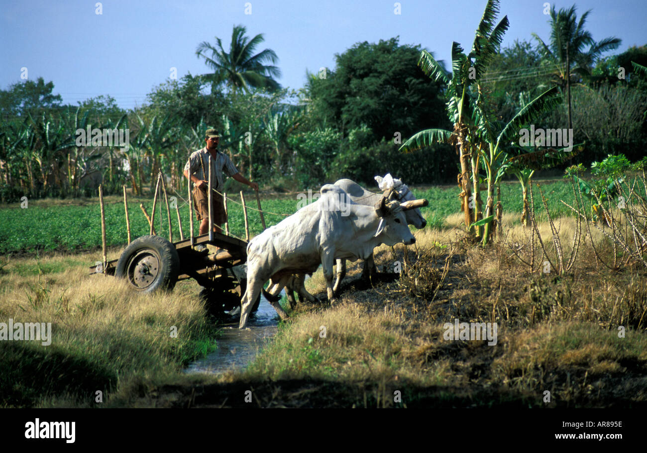 Tropical White Oxen High Resolution Stock Photography and Images - Alamy