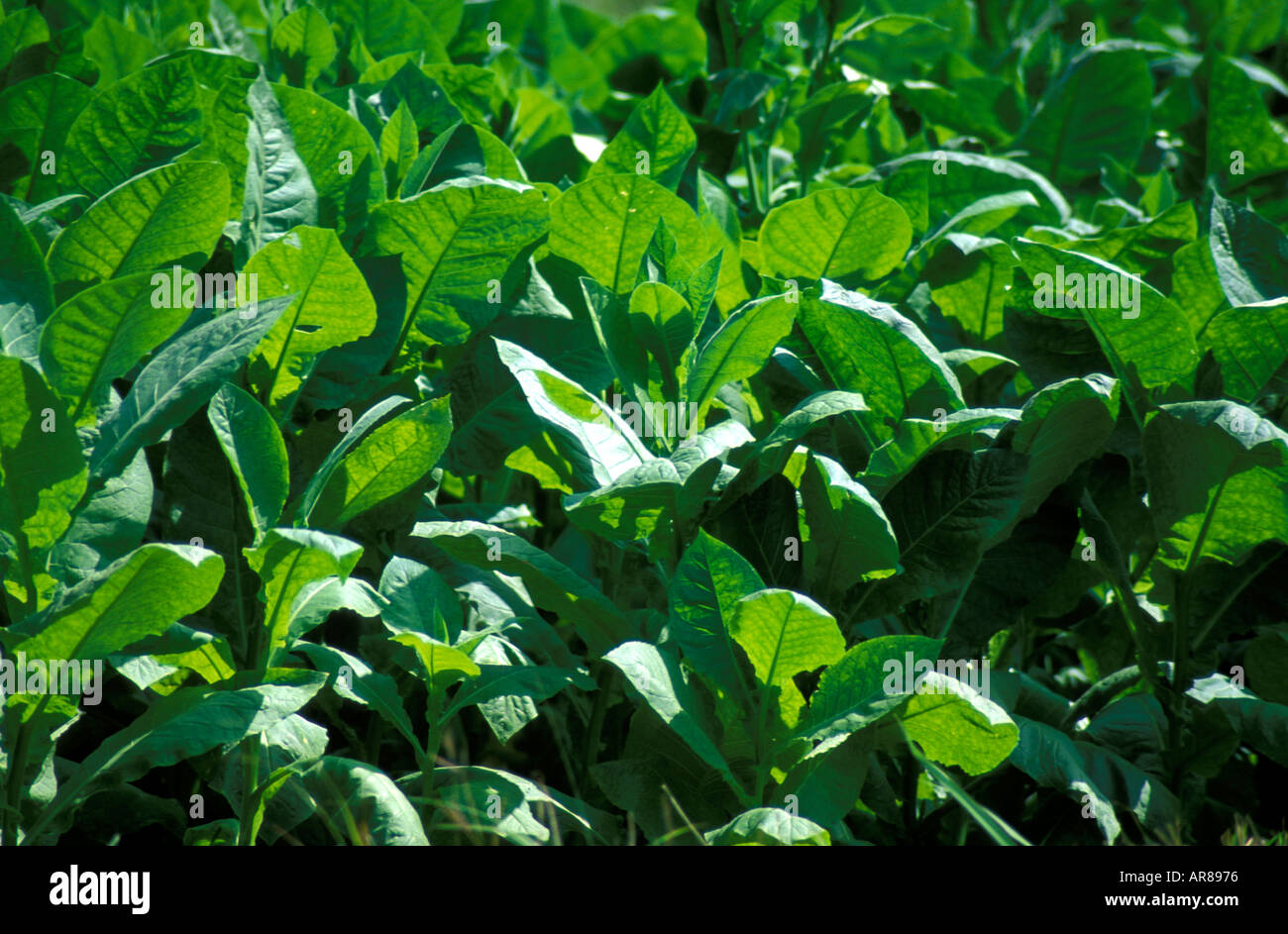 Mature tobacco plants nicotiana tabacum hi-res stock photography and ...