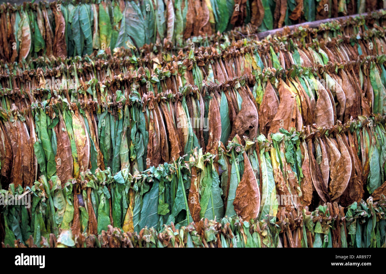 Tobacco drying process hi-res stock photography and images - Alamy