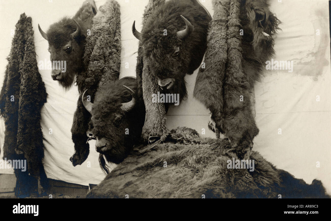 Vintage Photo of Buffalo Trophies Hang On Wall Stock Photo - Alamy
