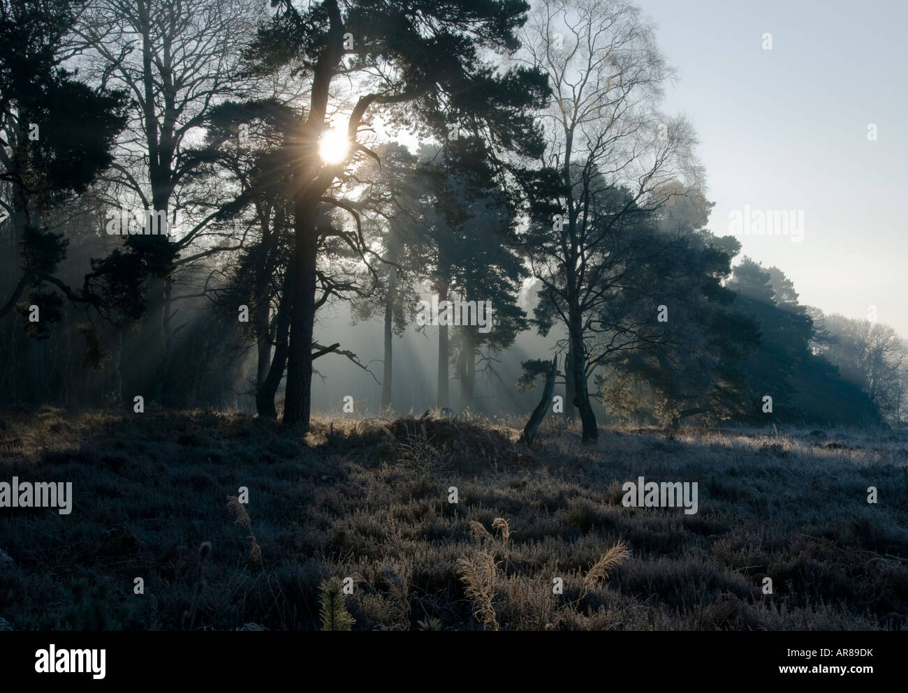 Trees suns rays hi-res stock photography and images - Alamy