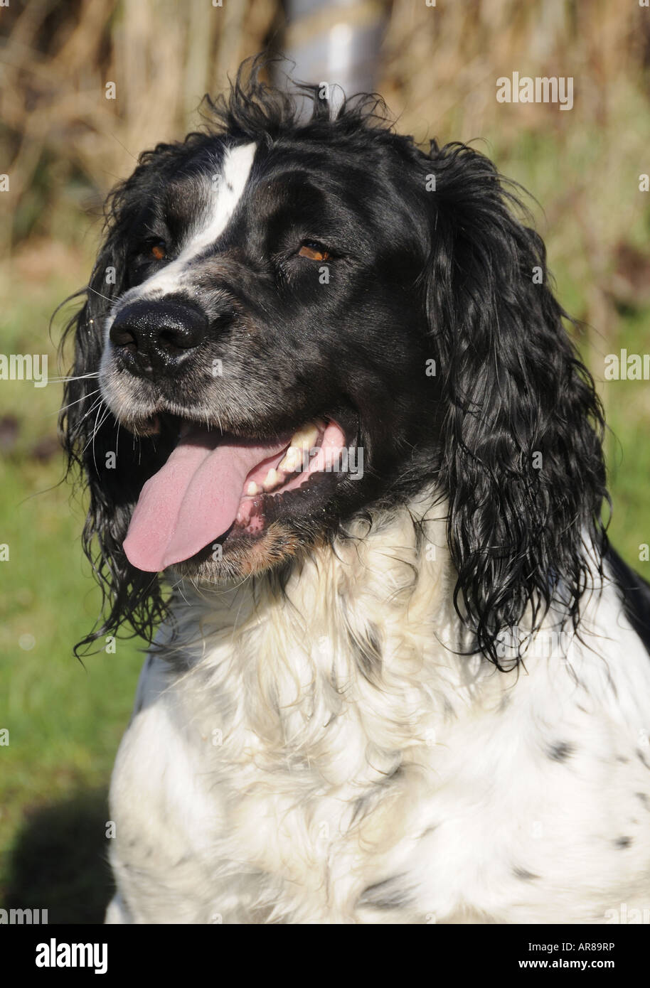Shooting dog head hi-res stock photography and images - Alamy