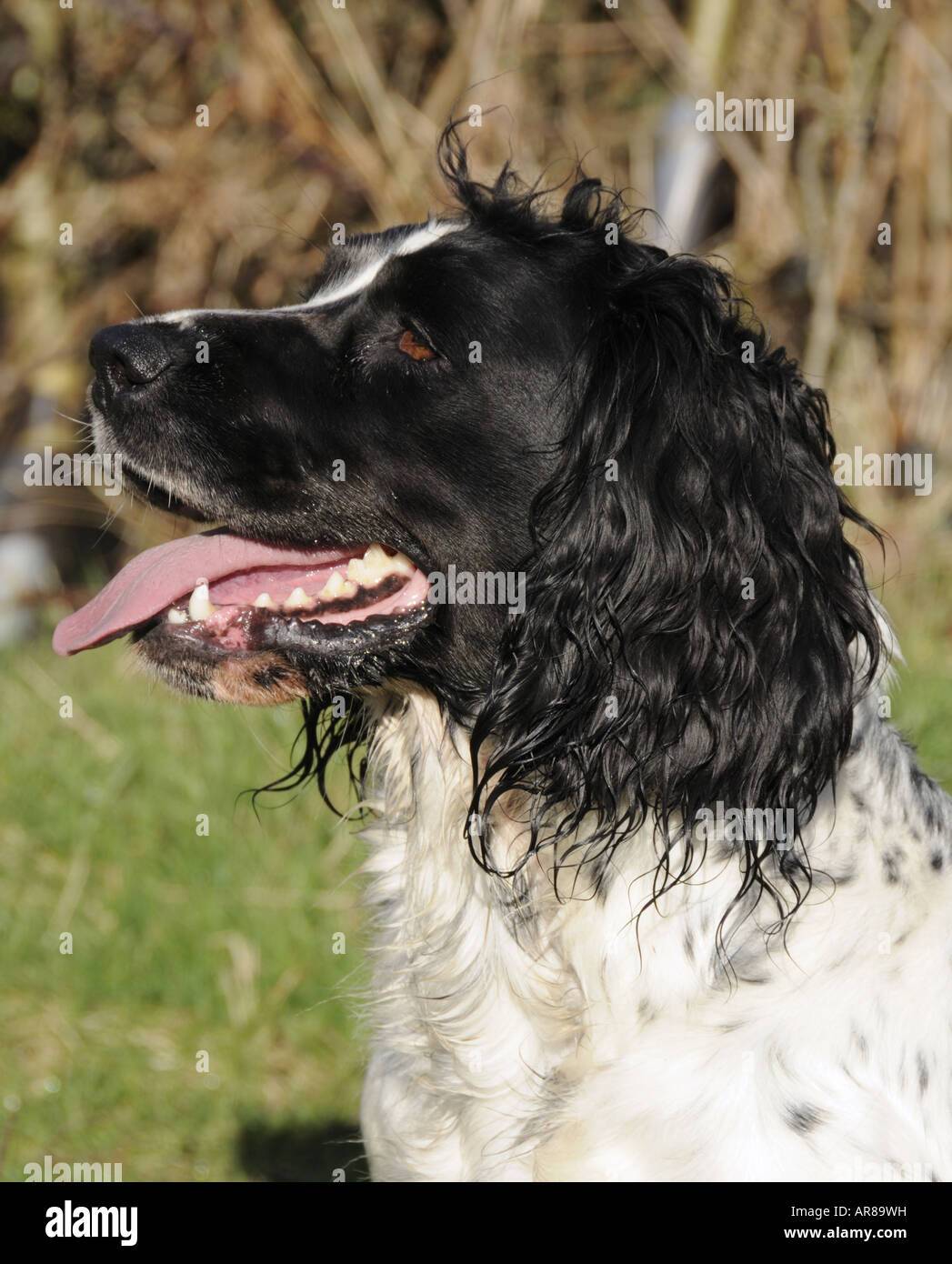 SPRINGER SPANIEL WORKING DOG HEAD Stock Photo - Alamy