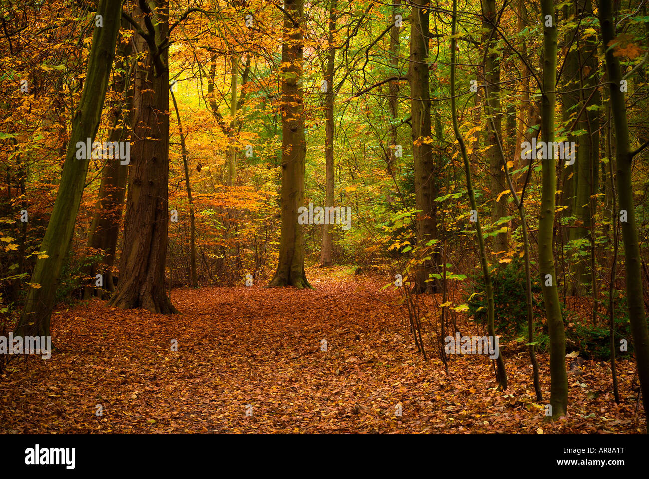 autumn colors in the forest Stock Photo - Alamy