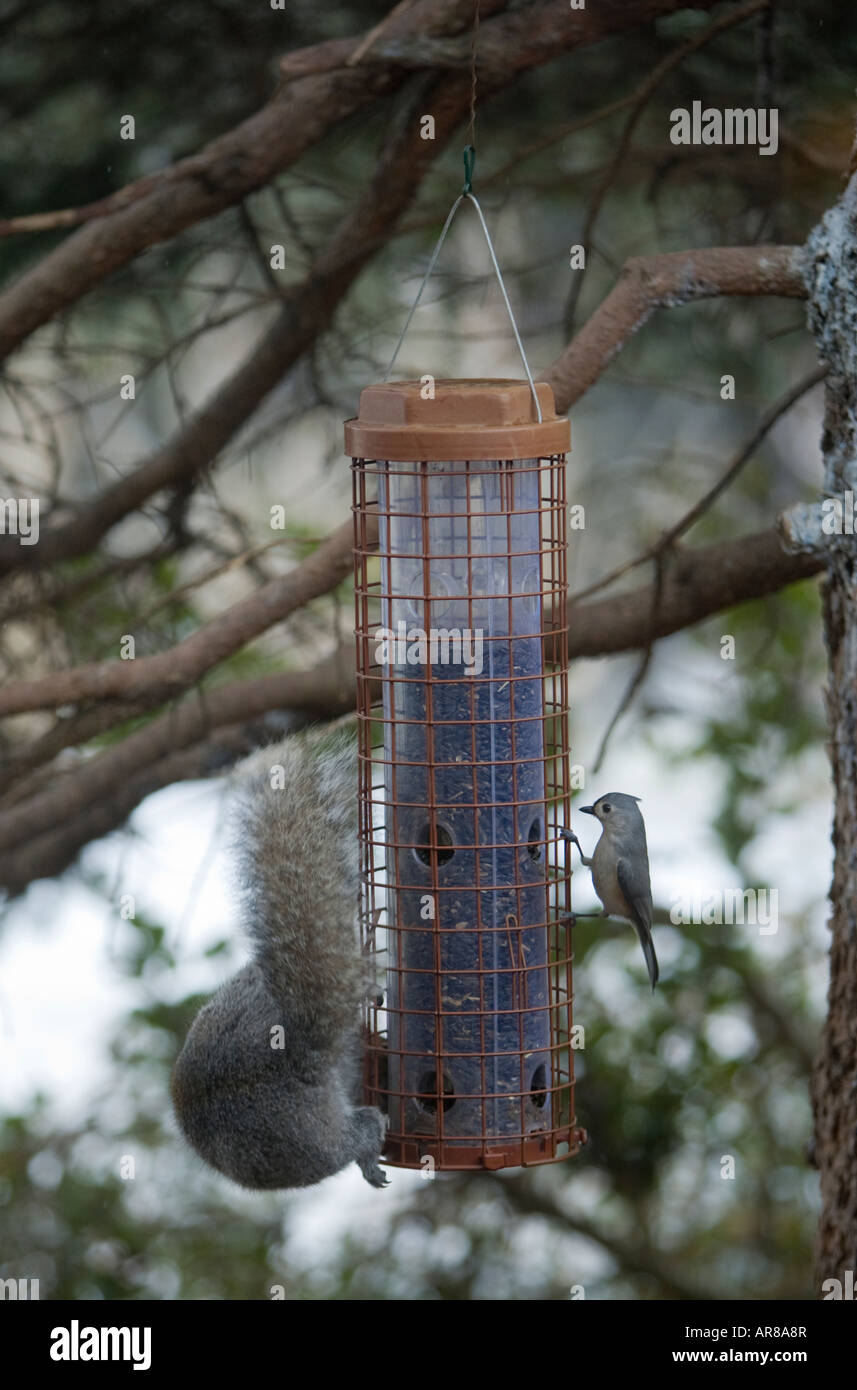 Bird and a squirrel on a bird feeder Stock Photo - Alamy