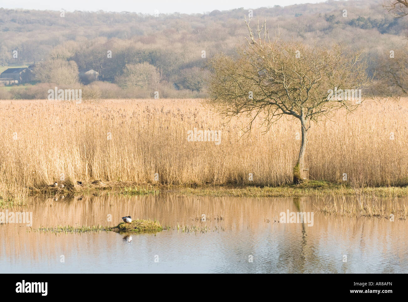 Leighton Moss Wetlands Nature Reserve Lancashire Stock Photo - Alamy