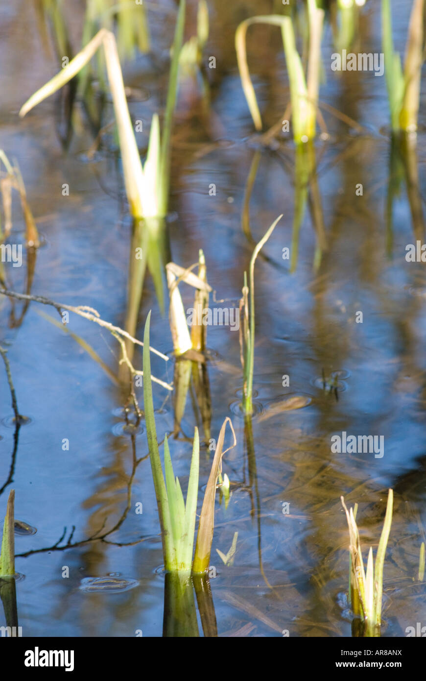 Reed Shoots High Resolution Stock Photography and Images - Alamy