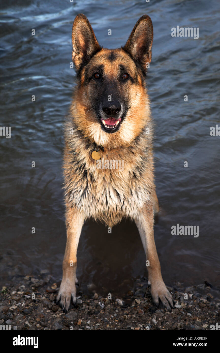 Monty dog hi-res stock photography and images - Alamy