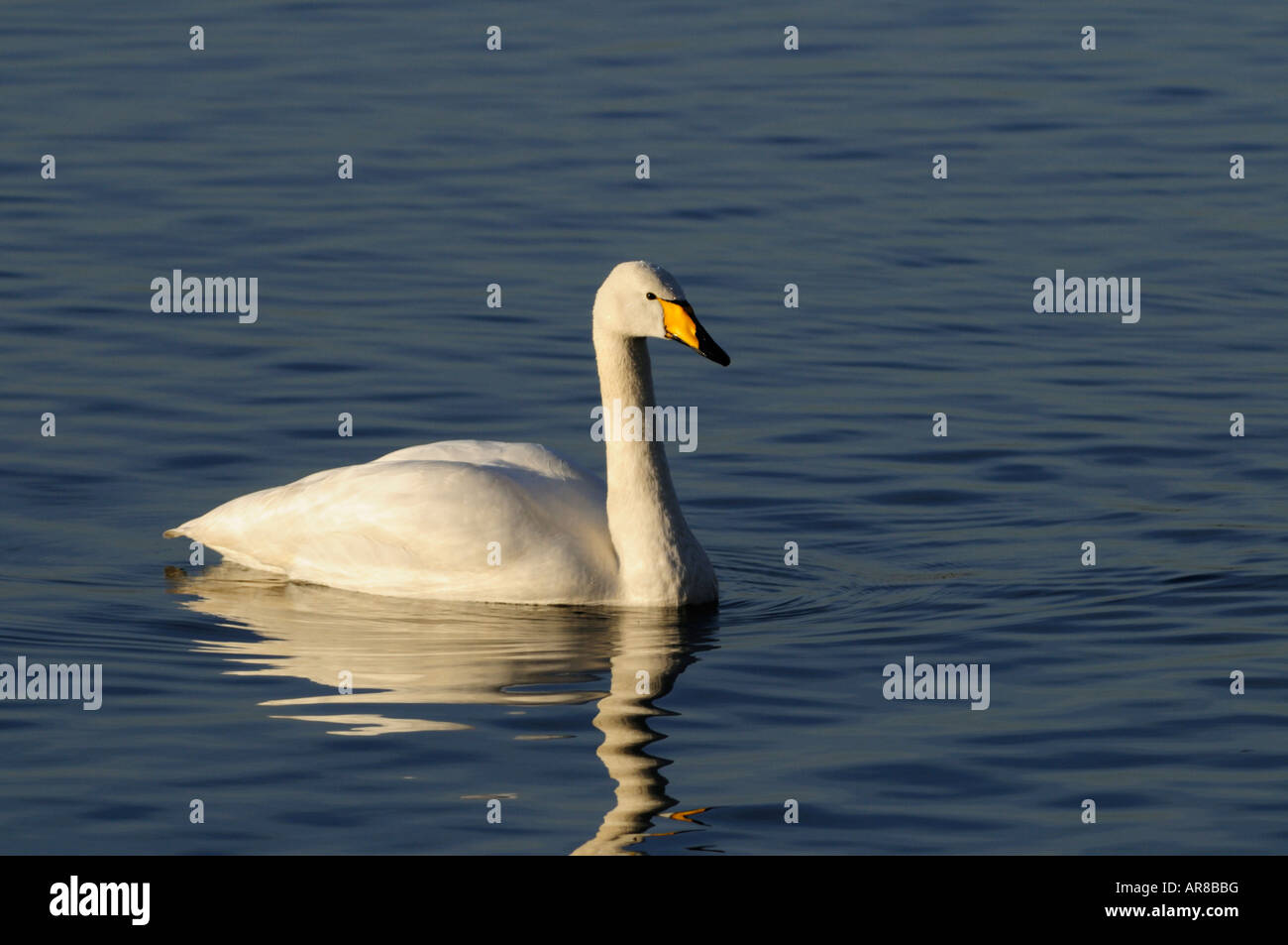 Welney wetland swan hi-res stock photography and images - Alamy