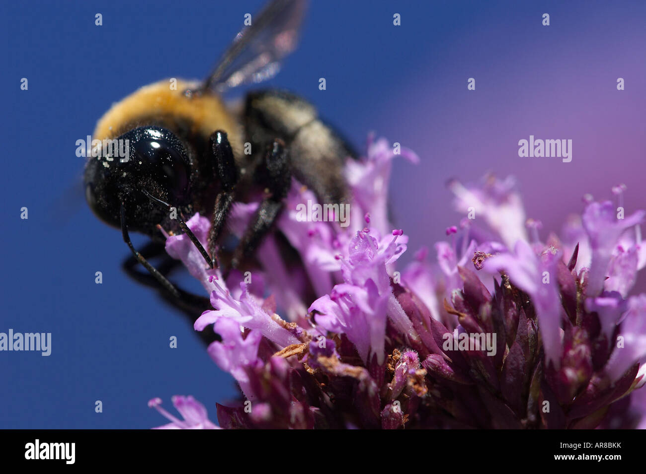 Setae detail hi-res stock photography and images - Alamy