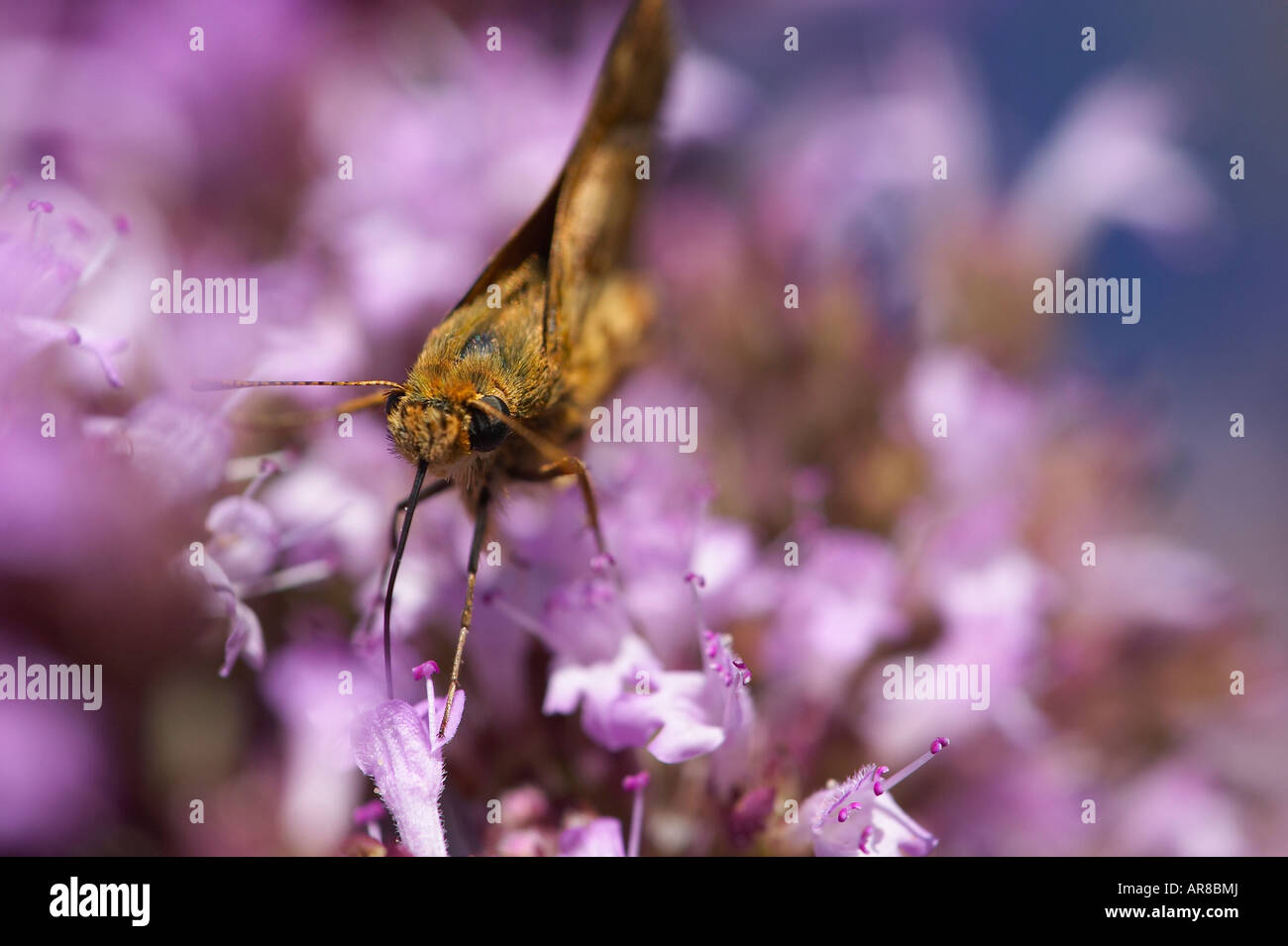 Closeup close up invertebrates pollinator hi-res stock photography and ...