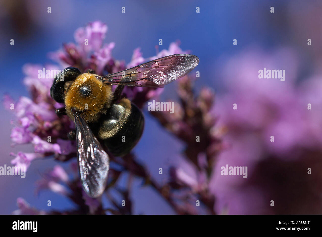 Setae detail hi-res stock photography and images - Alamy