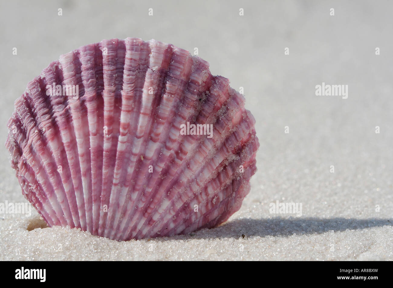 A seashell on a beach close up Stock Photo - Alamy