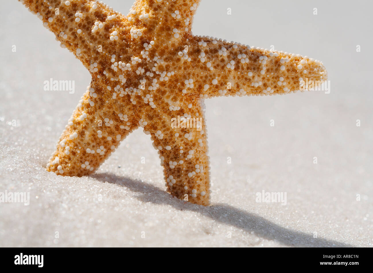 A sea star on a beach close up Stock Photo - Alamy