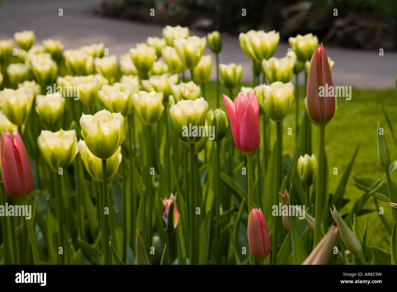 Pink and cream tulips Stock Photo - Alamy