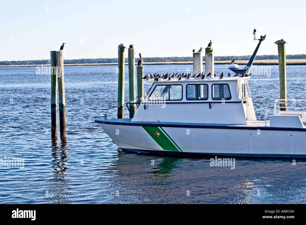 Flock pigeons on roof hi-res stock photography and images - Alamy