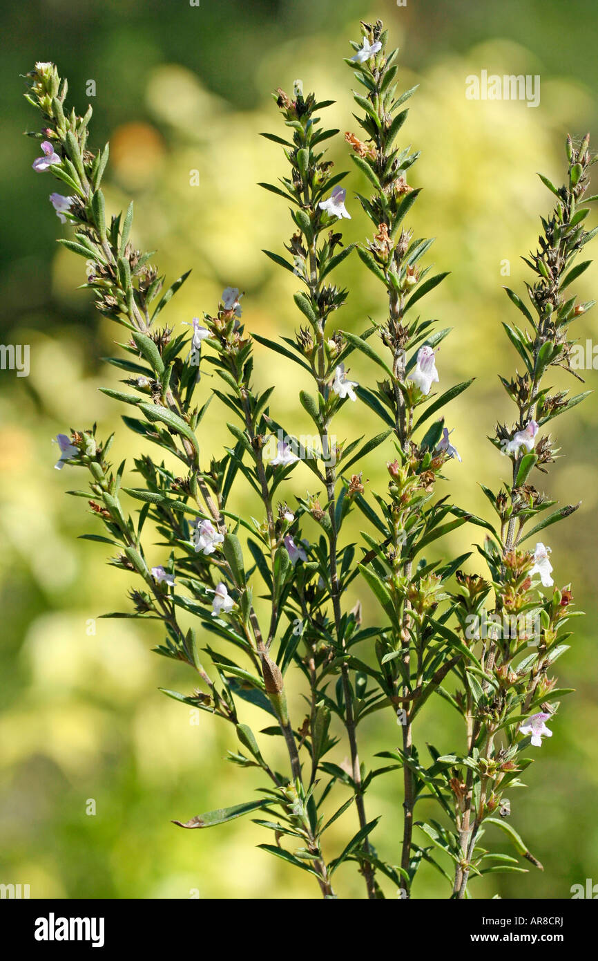 Satureja spice hi-res stock photography and images - Alamy