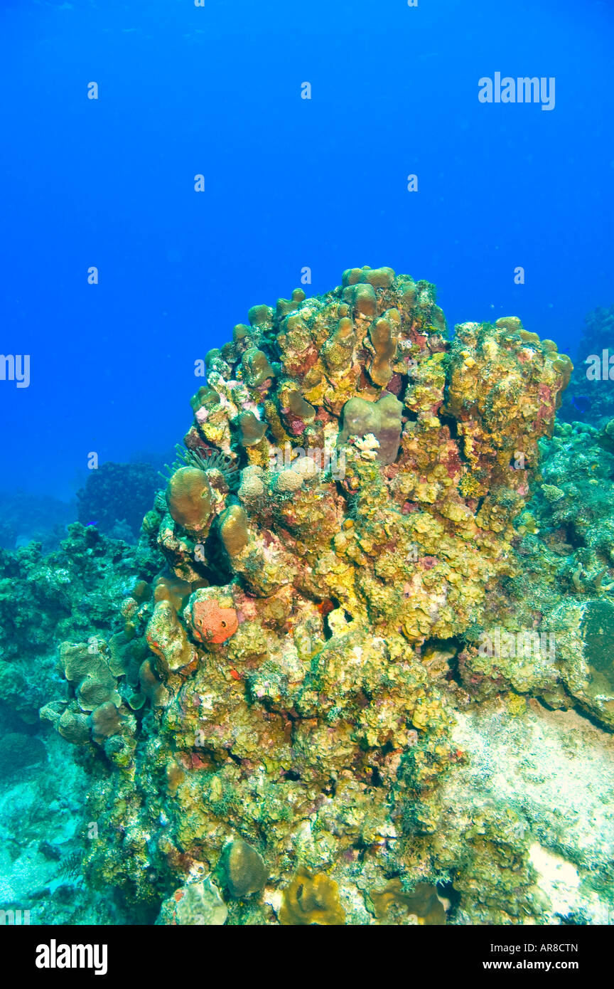 coral reef formation in blue ocean water with anemone Stock Photo - Alamy