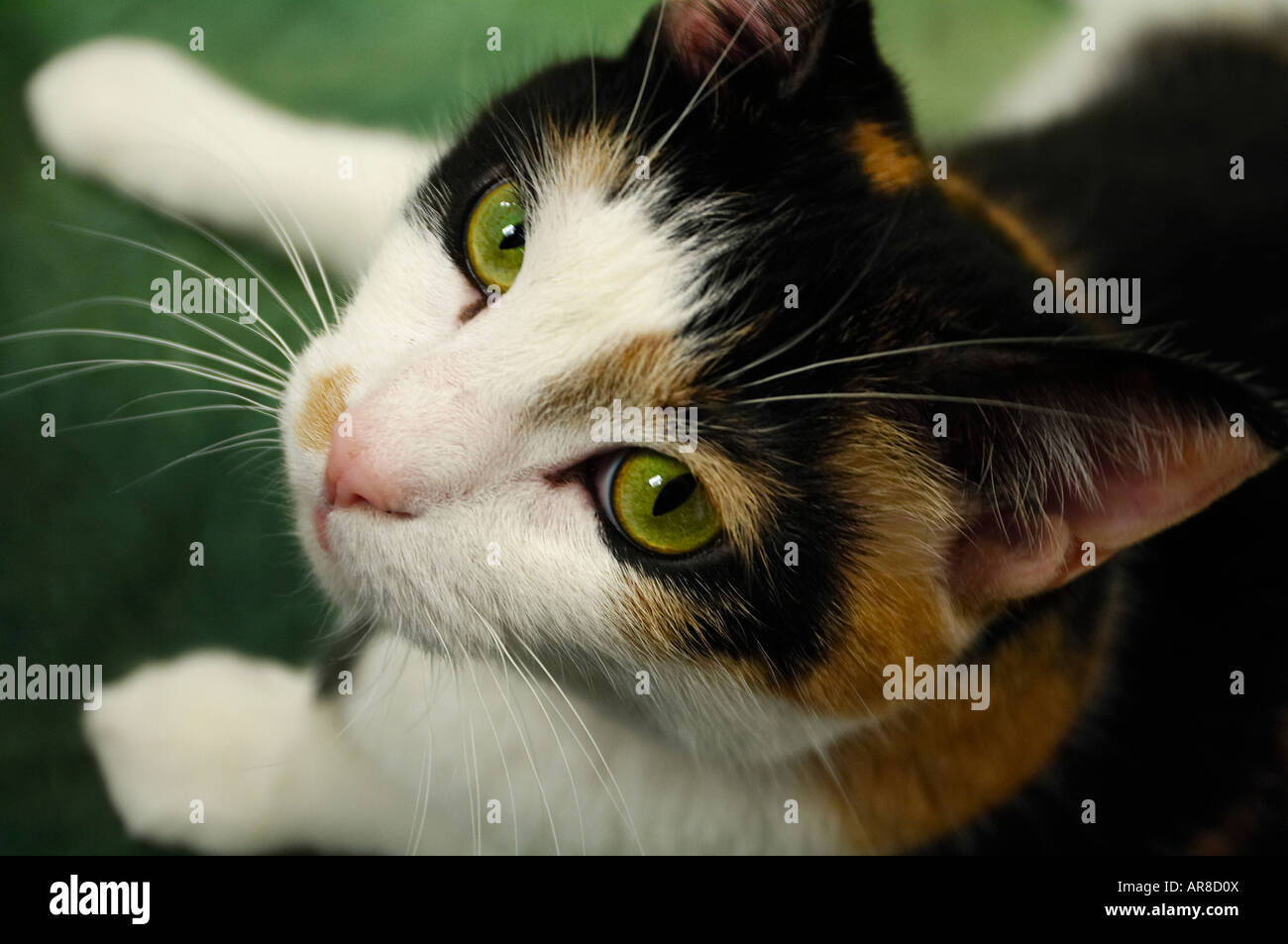 A calico cat up close Stock Photo - Alamy