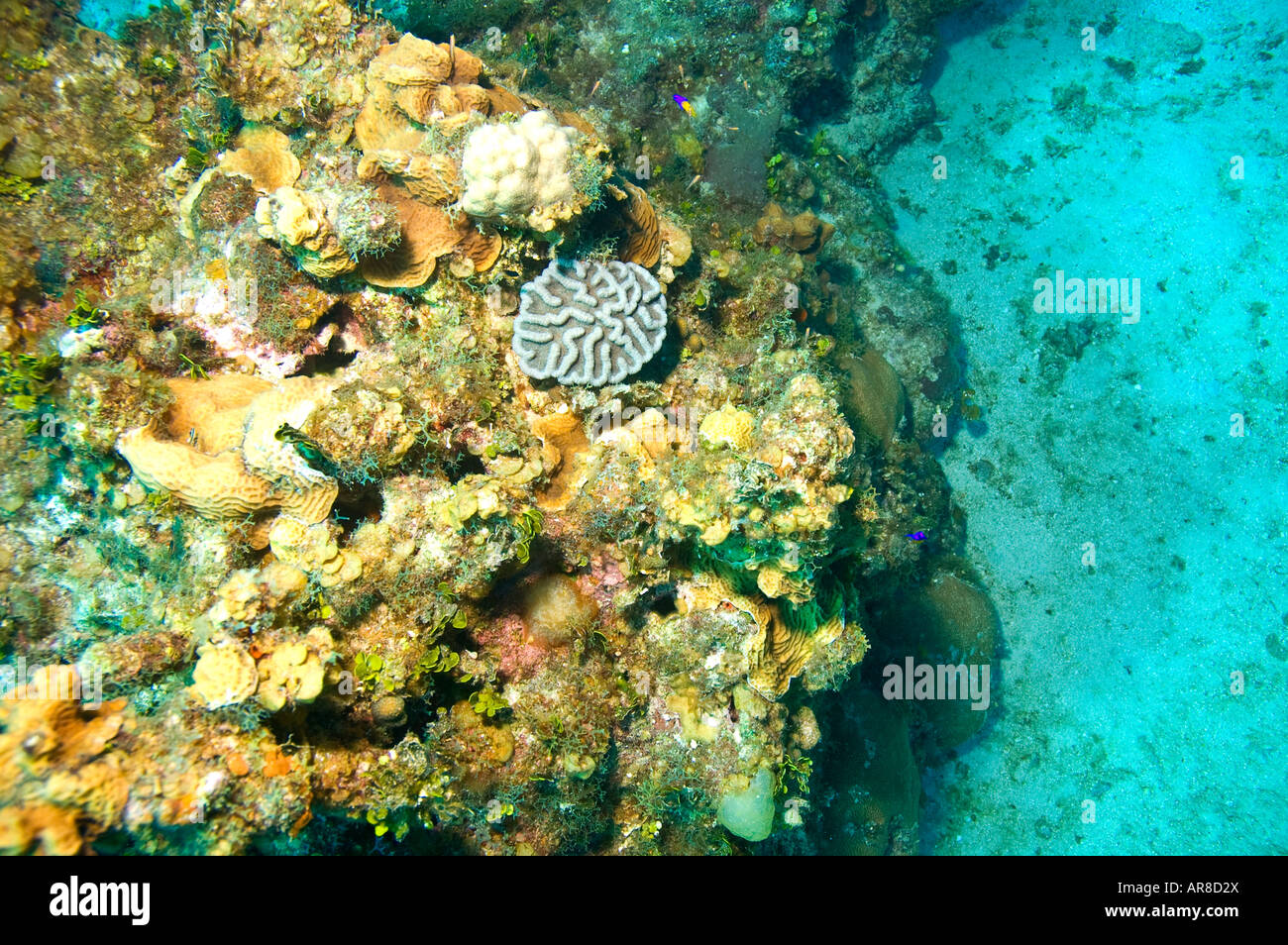 colorful coral reef formation in caribbean ocean near grand cayman ...