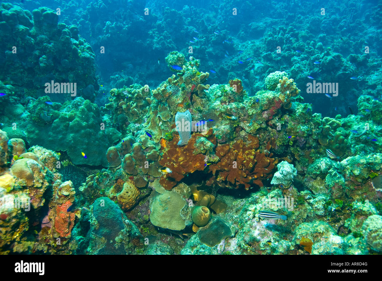 colorful variety of coral reef sponges and salt water fish in caribbean ...
