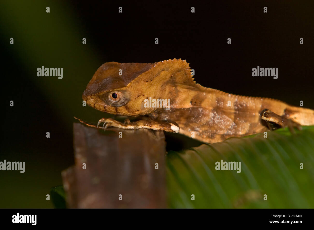 helmeted lizard ( Corytophanes cristatus ) in Costa-Rican jungle Stock ...