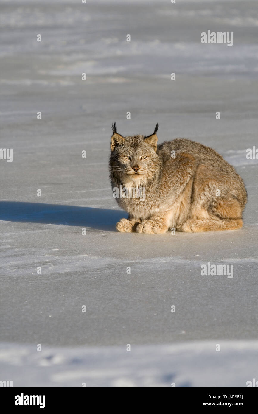 Canada lynx (Lynx canadensis) crouched on the snow covered ice Stock ...