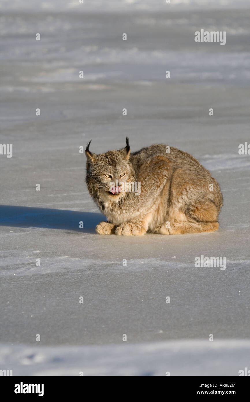 Coniferious forests hi-res stock photography and images - Alamy