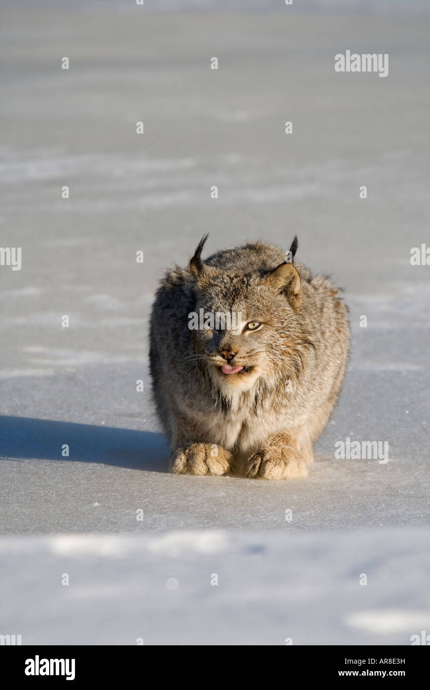 Canada lynx (Lynx canadensis) crouched on the snow covered ice Stock ...