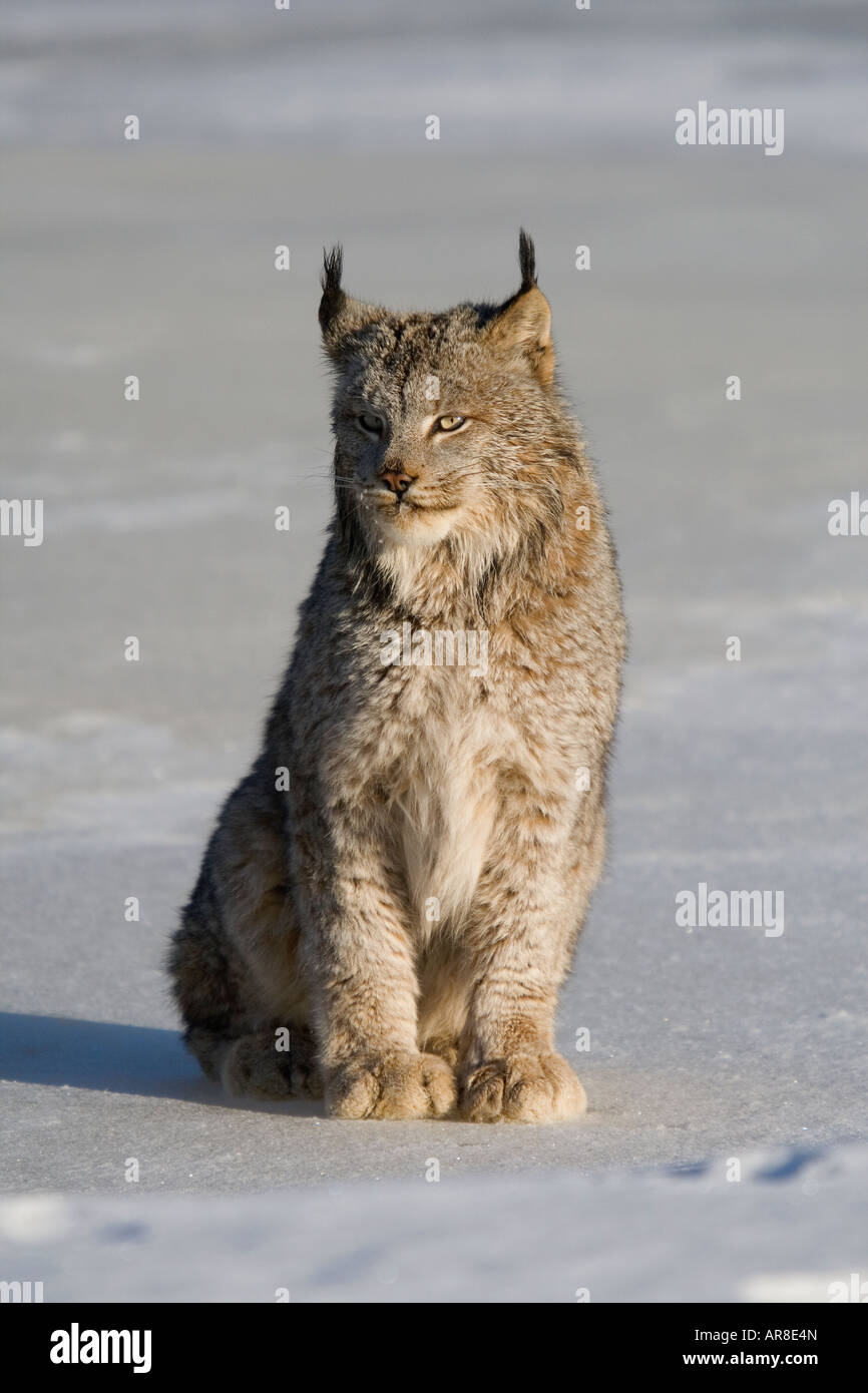 Canada lynx lynx canadensis on snow hi-res stock photography and images ...