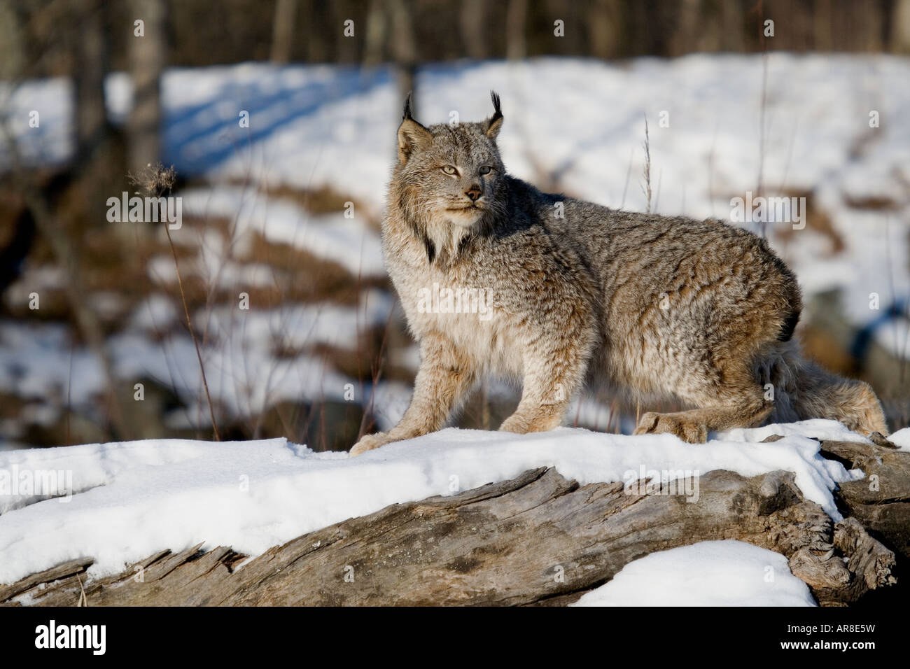 Canada lynx (Lynx canadensis) walking on a snow covered log Stock Photo ...