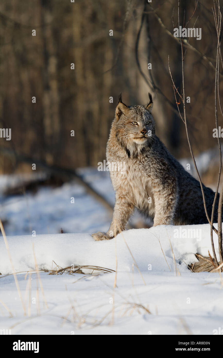 Coniferious forests hi-res stock photography and images - Alamy
